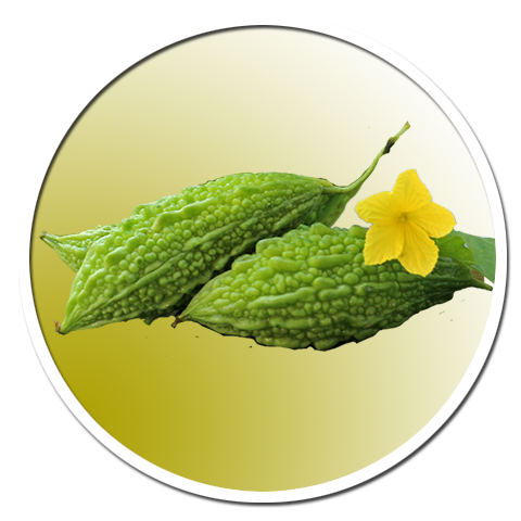 bitter-ground - กรีนเคอมิน Green Curmin ขมิ้นชัน บรรเทาอาการ กรดไหลย้อน